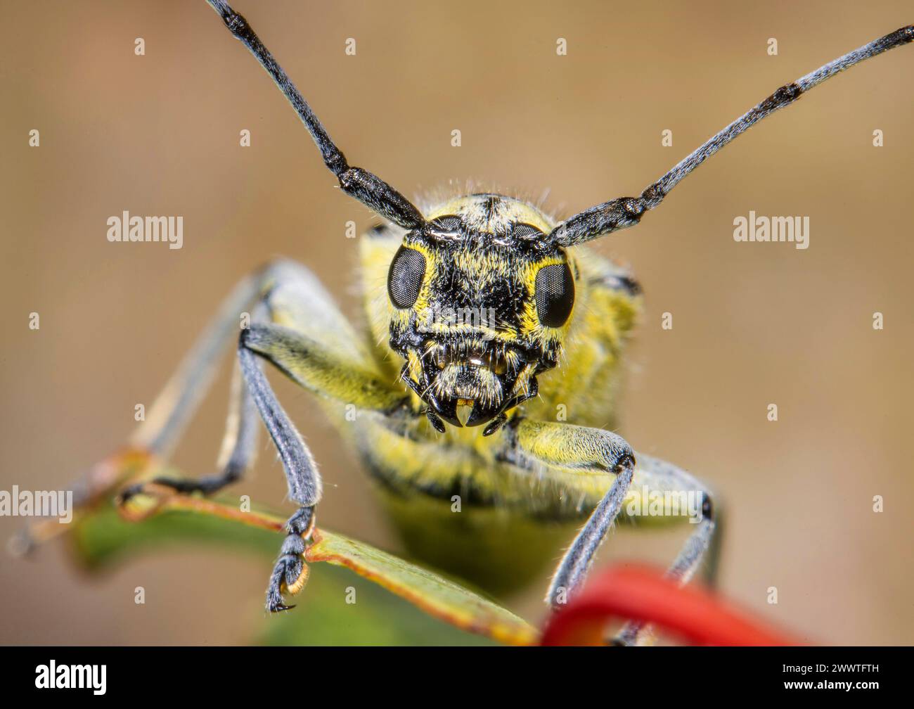 longhorn beetle (Saperda perforata), portrait, Germany Stock Photo - Alamy