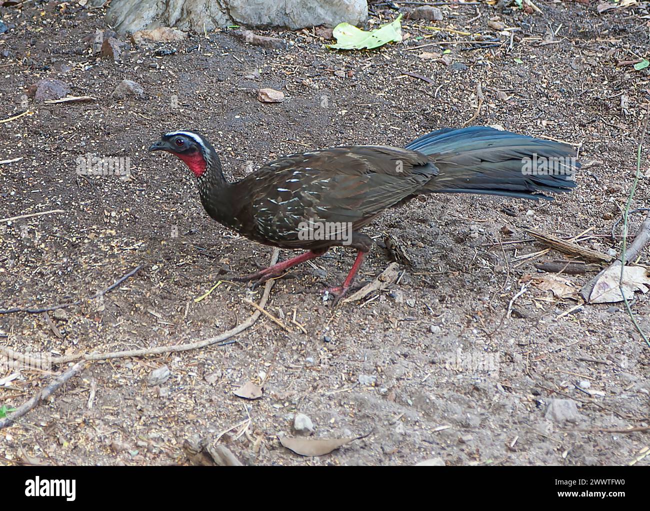 White-browed guan (Penelope jacucaca), feeding on the ground, Brazil ...