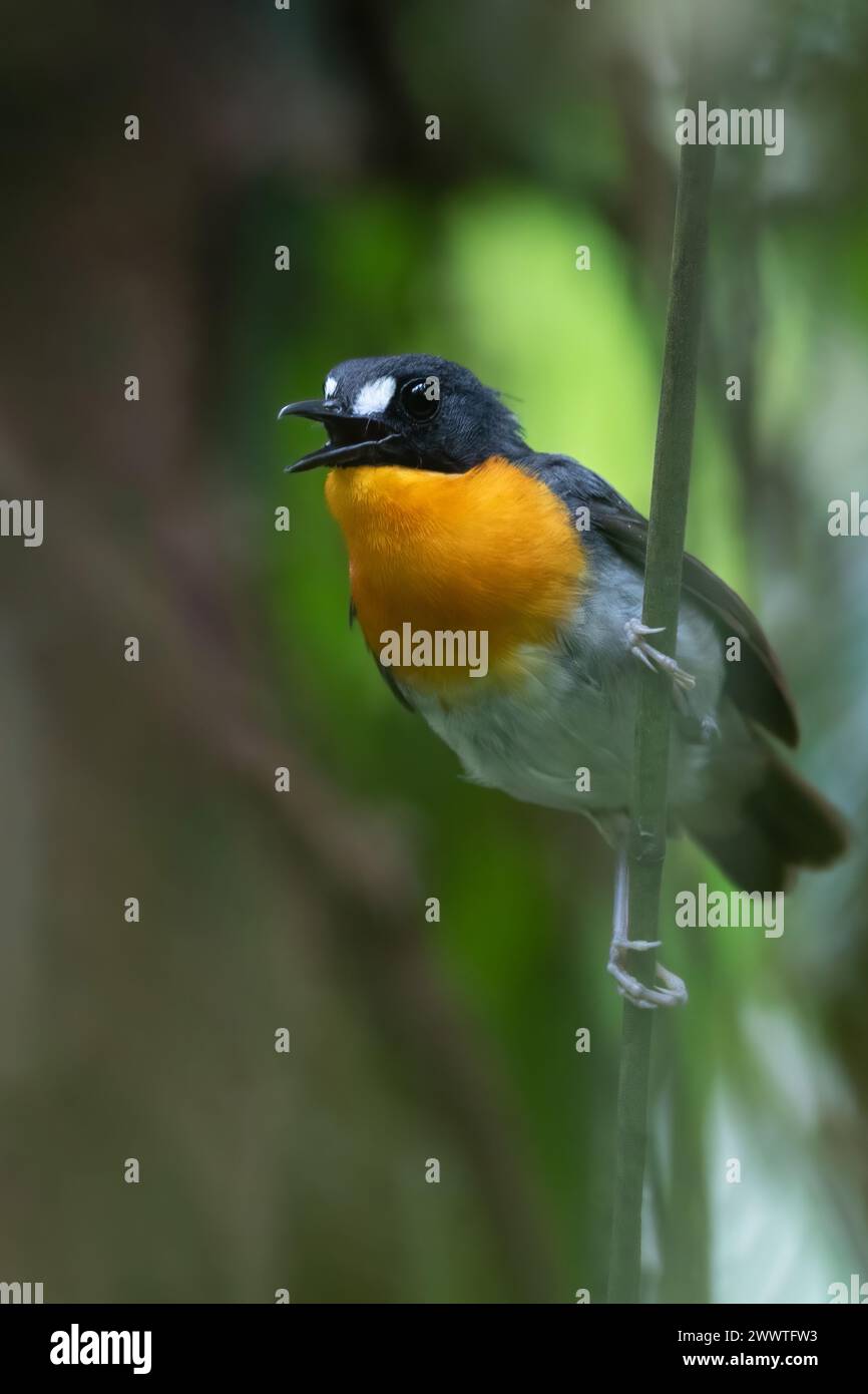 Orange breasted forest robins hi-res stock photography and images - Alamy
