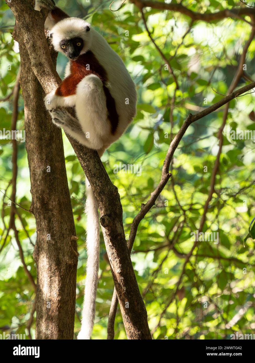 Coquerel's sifaka, Propithecus coquereli, Ankarafantsika National Park ...
