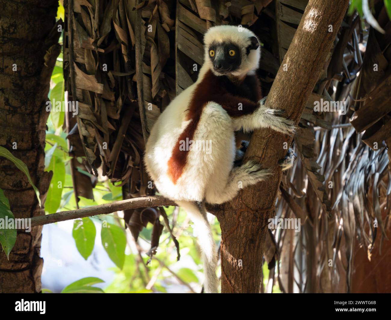 Parque nacional de madagascar hi-res stock photography and images - Alamy