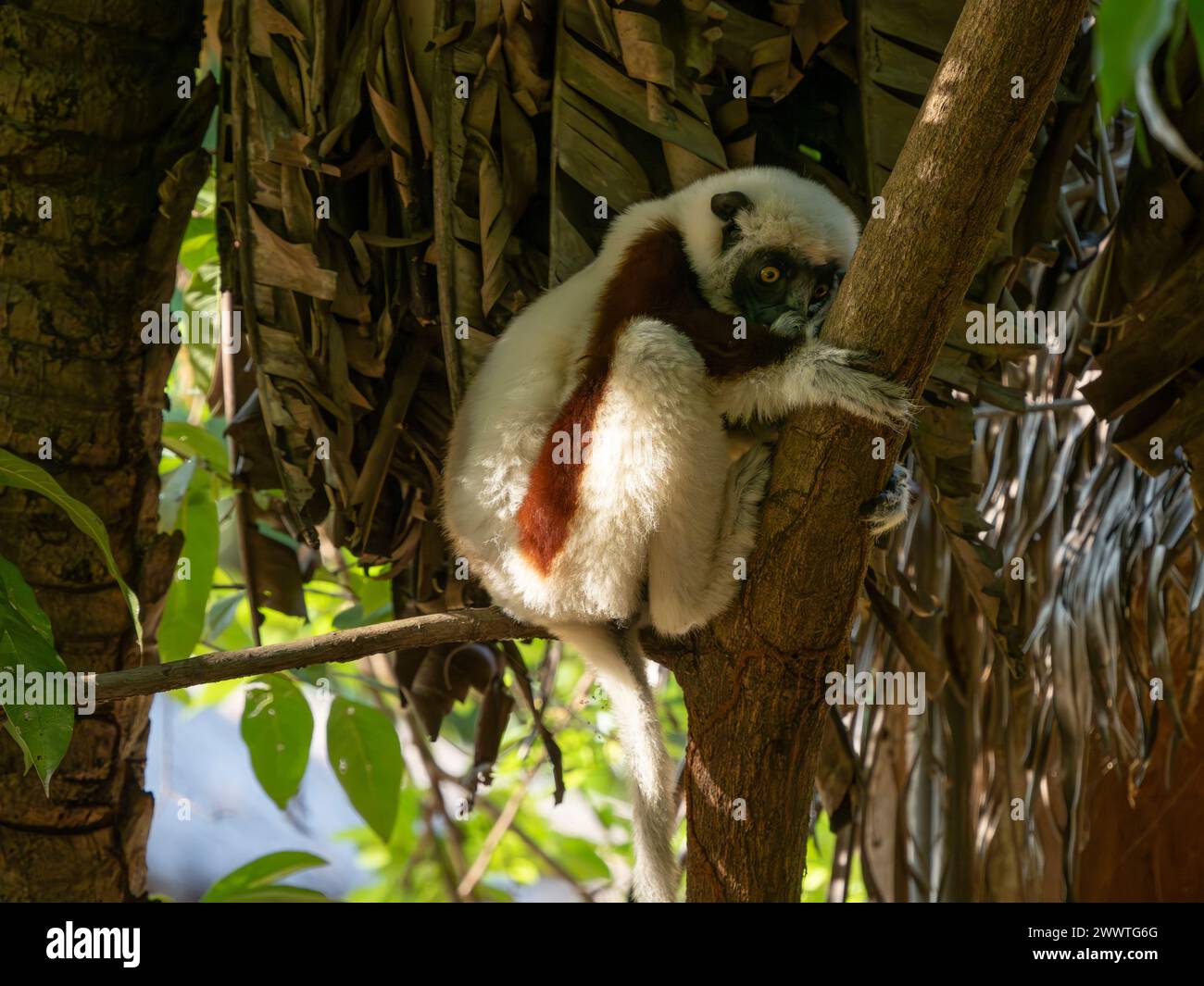 Coquerel's sifaka, Propithecus coquereli, Ankarafantsika National Park ...