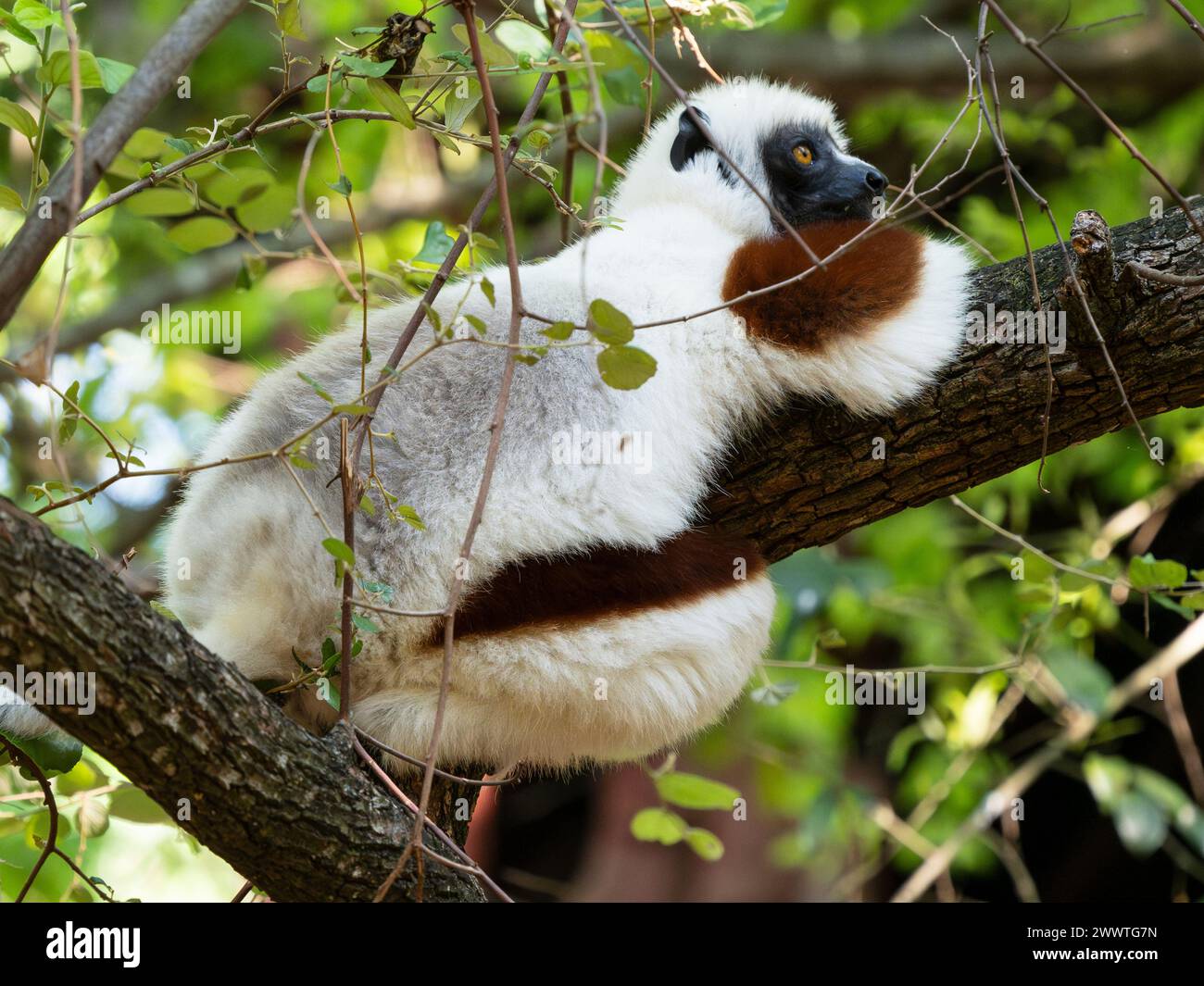 Parque nacional ankarafantsika hi-res stock photography and images - Alamy