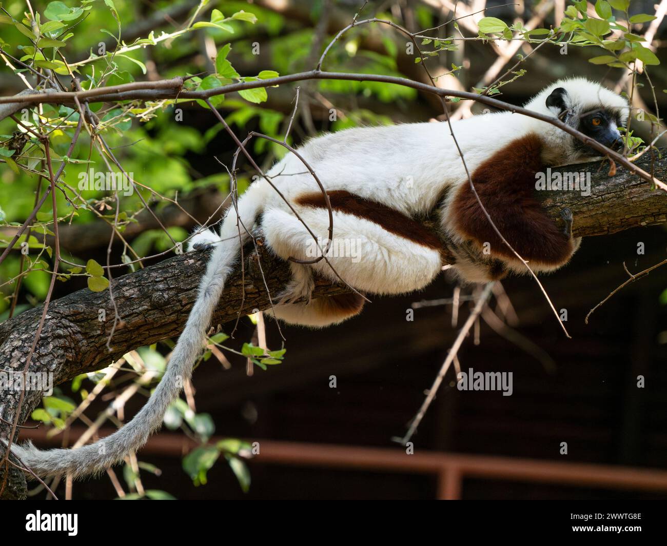 Parque nacional de madagascar hi-res stock photography and images - Alamy