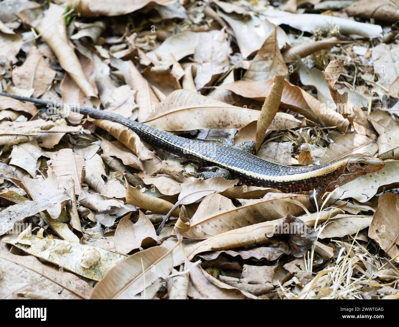 Western girdled lizard, Zonosaurus laticaudatus, Ankarafantsika ...