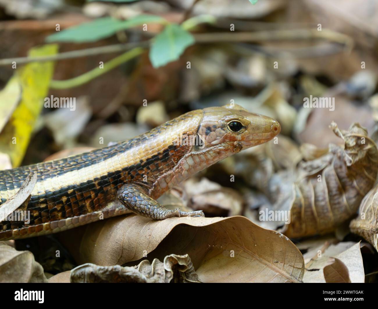 Western girdled lizard, Zonosaurus laticaudatus, Ankarafantsika ...