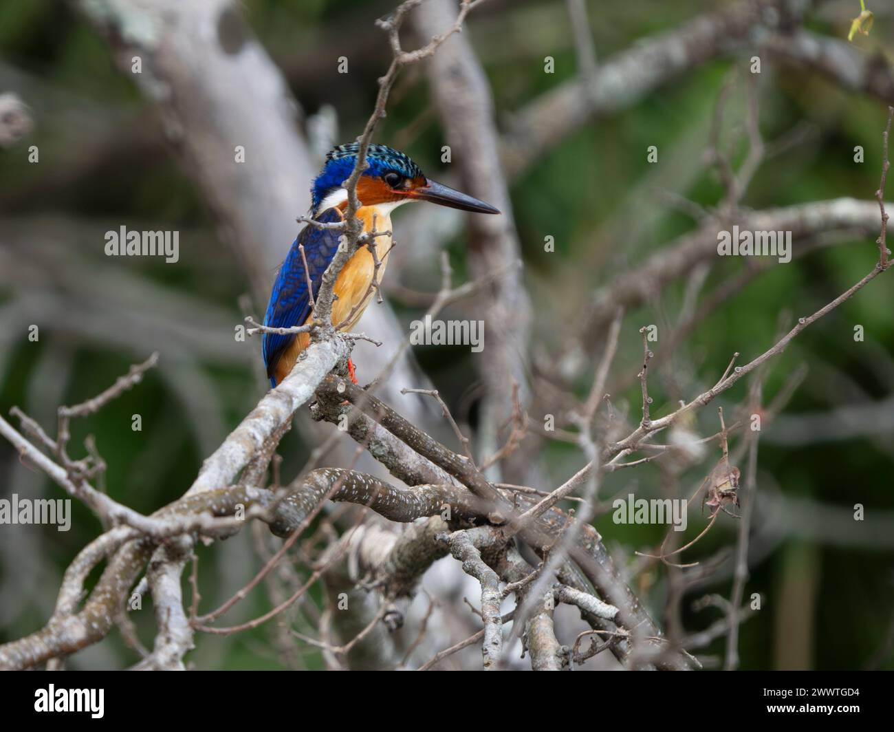 Corythornis vintsioides vintsioides hi-res stock photography and images ...