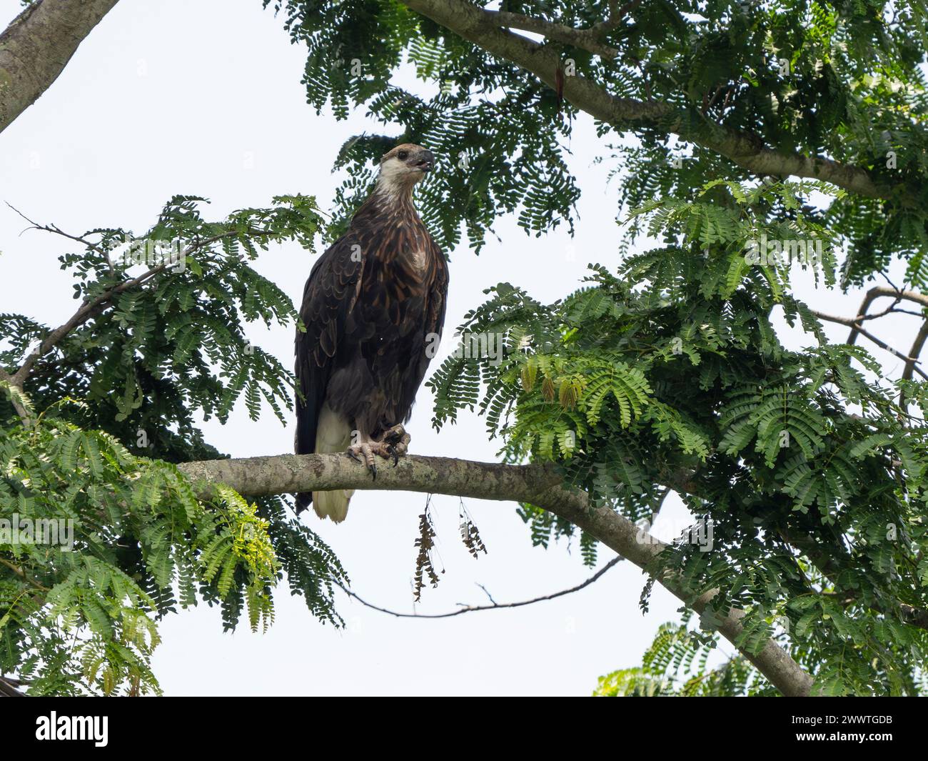 Accipitridae national park hi-res stock photography and images - Alamy