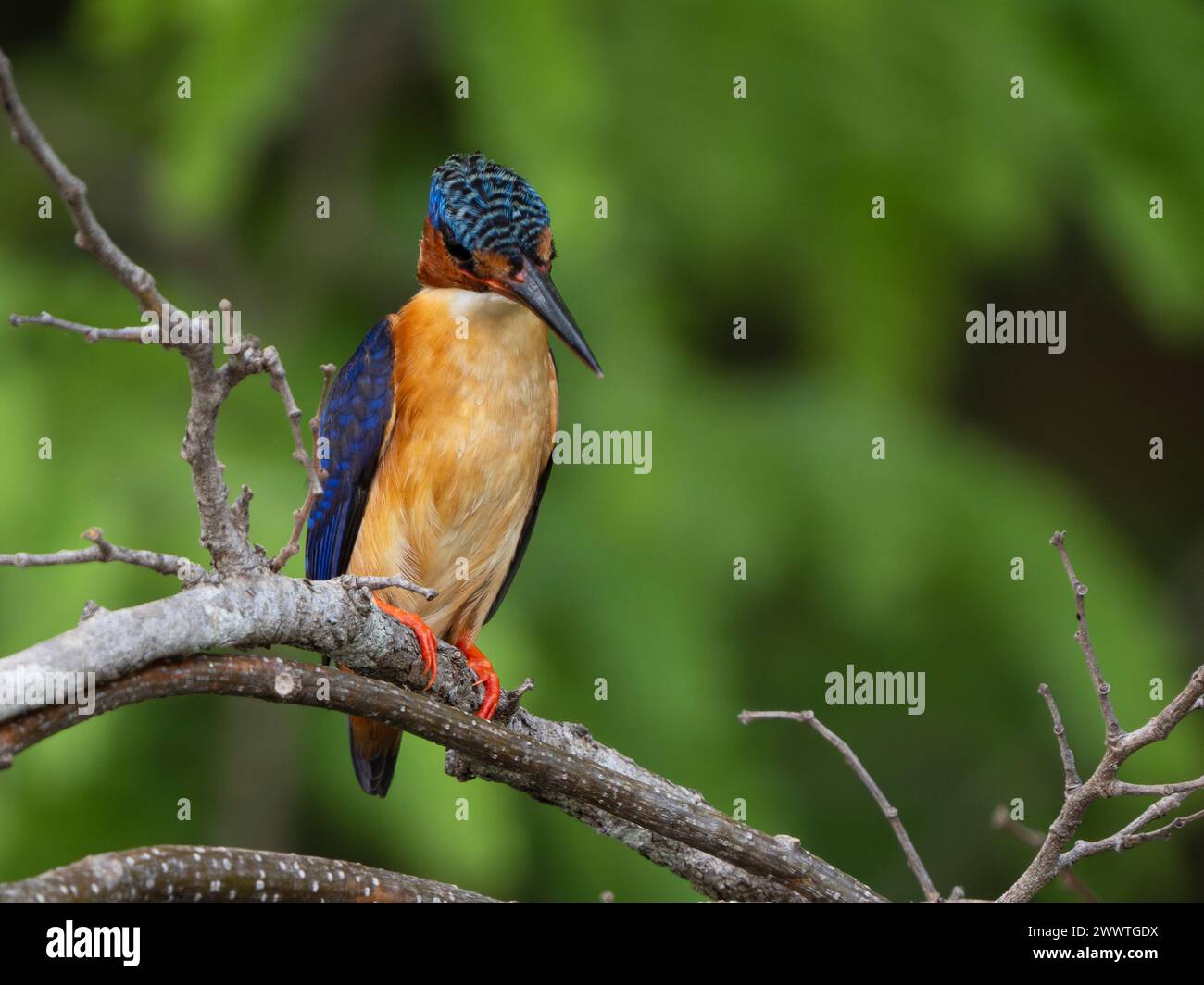 Malagasy kingfisher, Corythornis vintsioides, Ankarafantsika National ...
