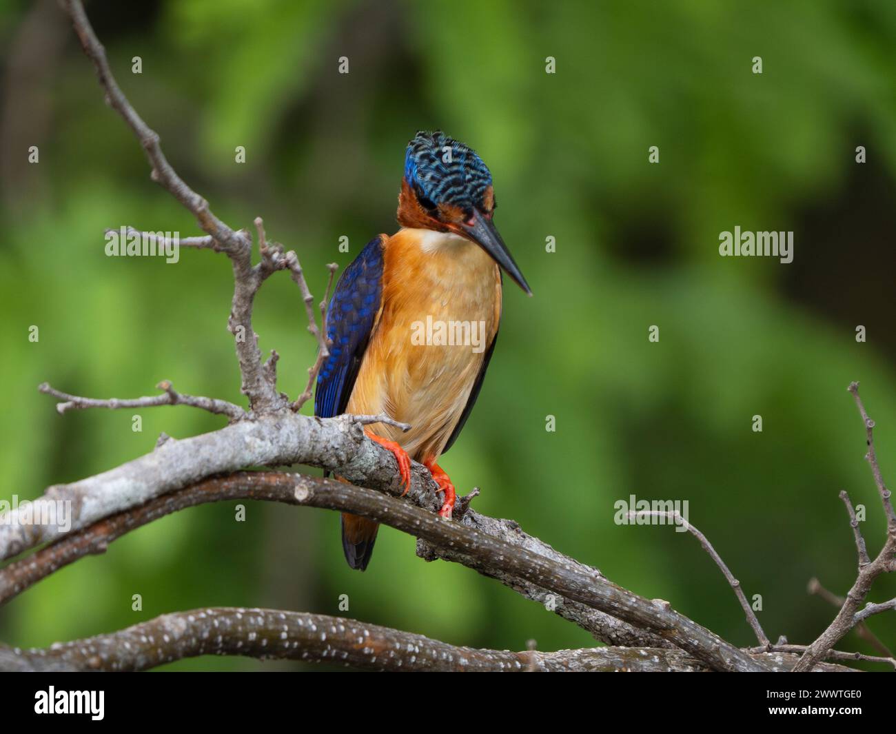 Malagasy kingfisher, Corythornis vintsioides, Ankarafantsika National ...