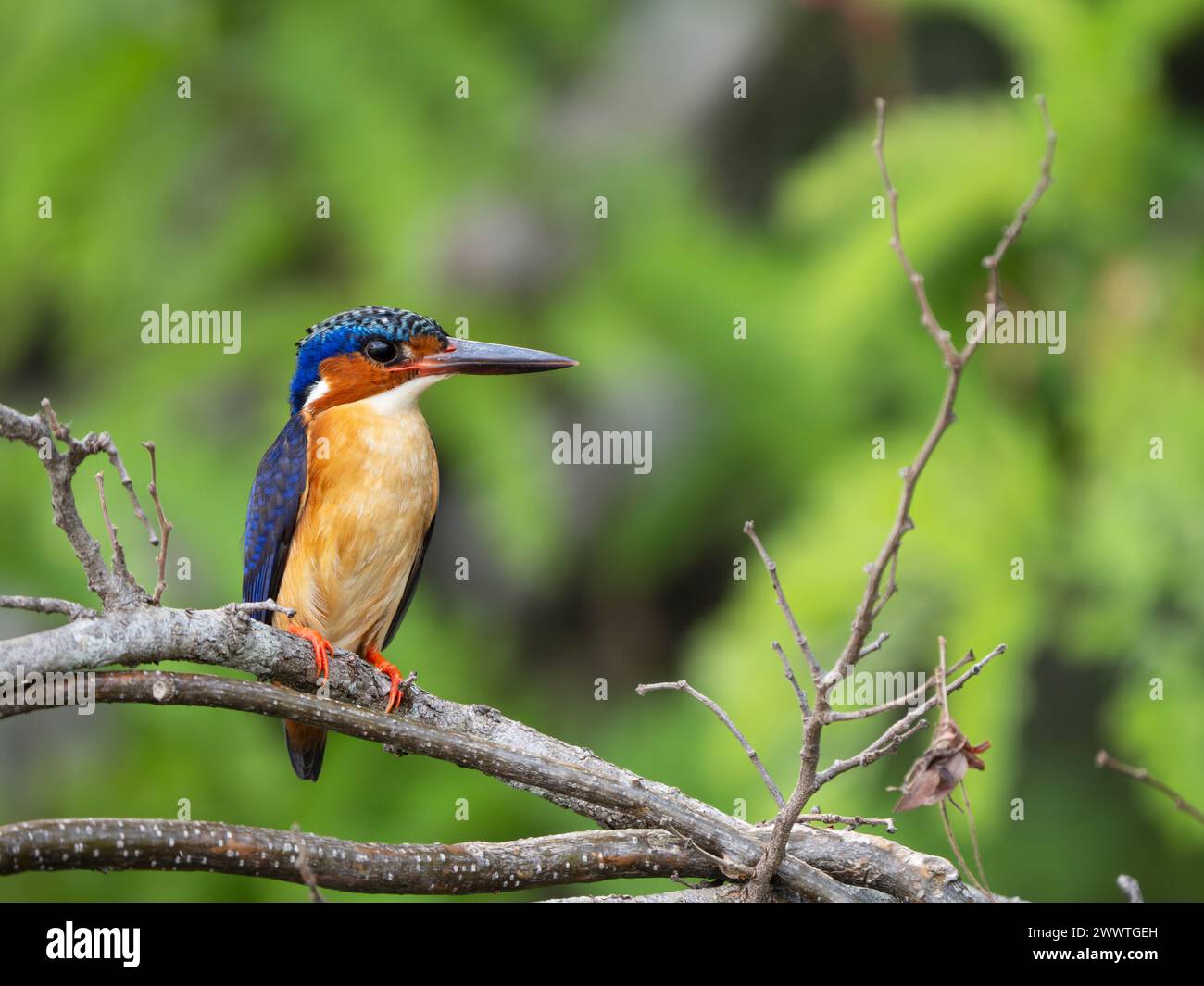 Malagasy kingfisher, Corythornis vintsioides, Ankarafantsika National ...