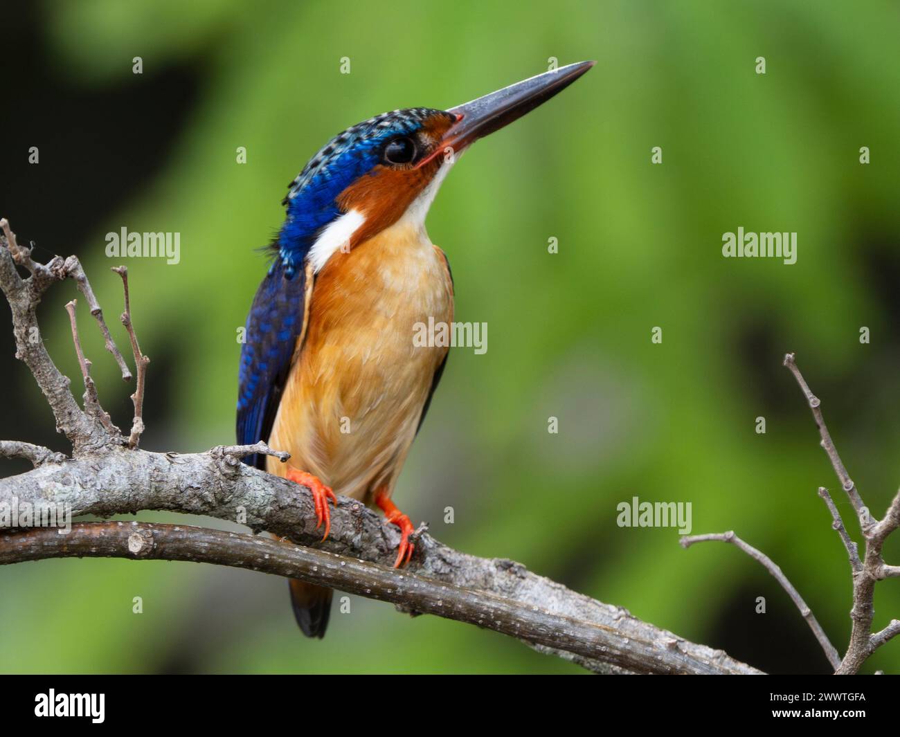 Corythornis vintsioides vintsioides hi-res stock photography and images ...