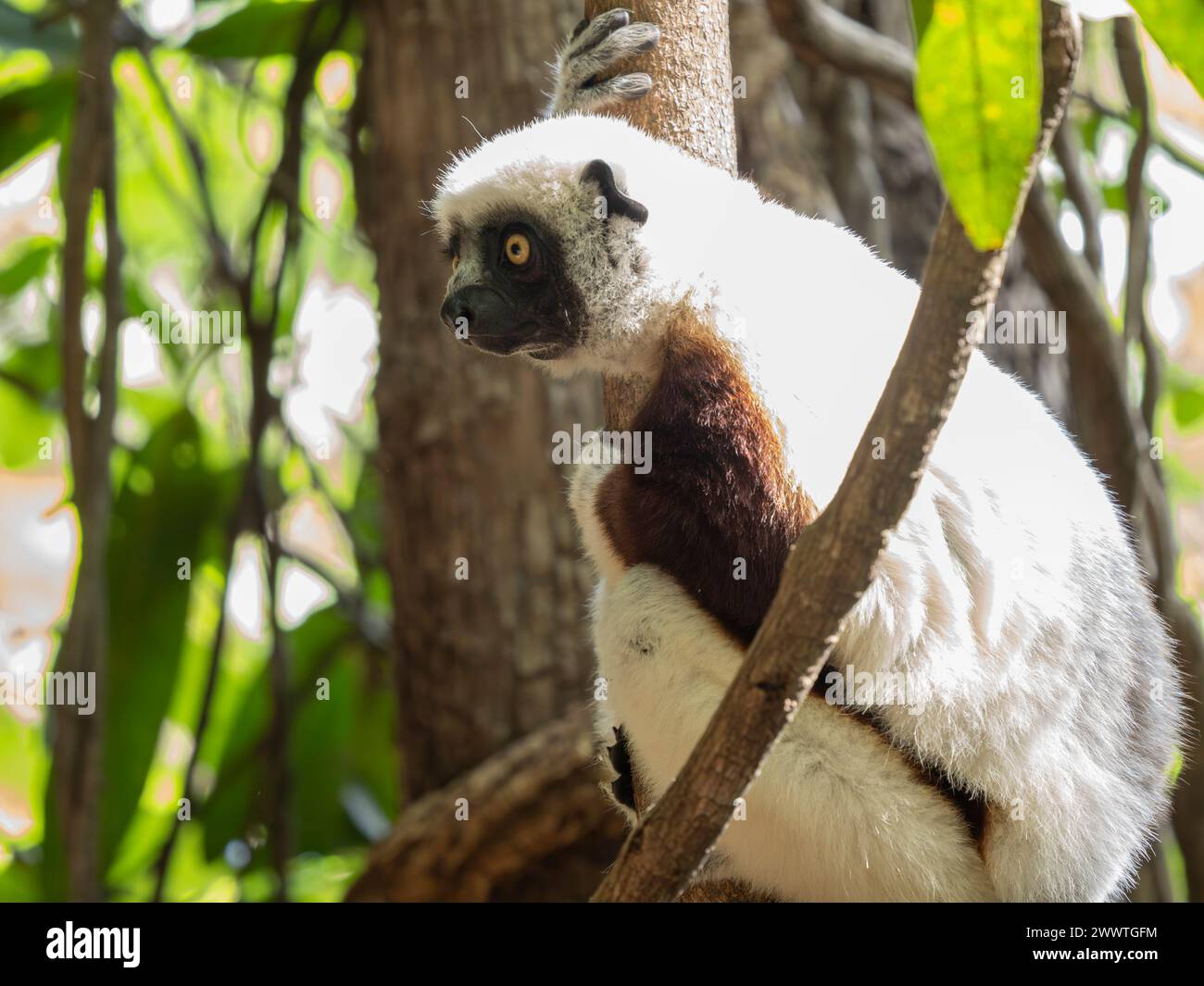 Parque nacional ankarafantsika hi-res stock photography and images - Alamy