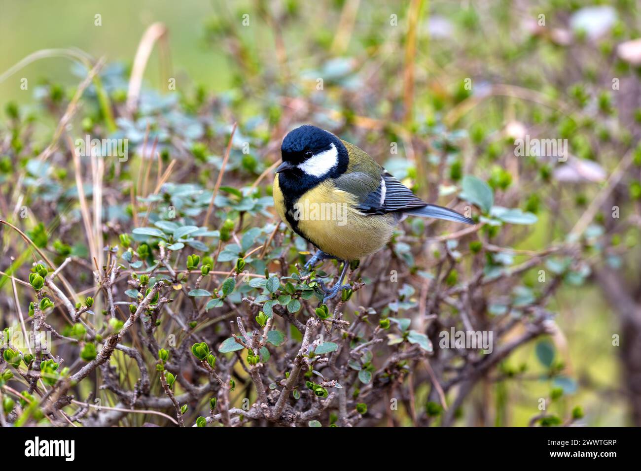 Busy Great Tit with black head & yellow chest explores the trees of ...