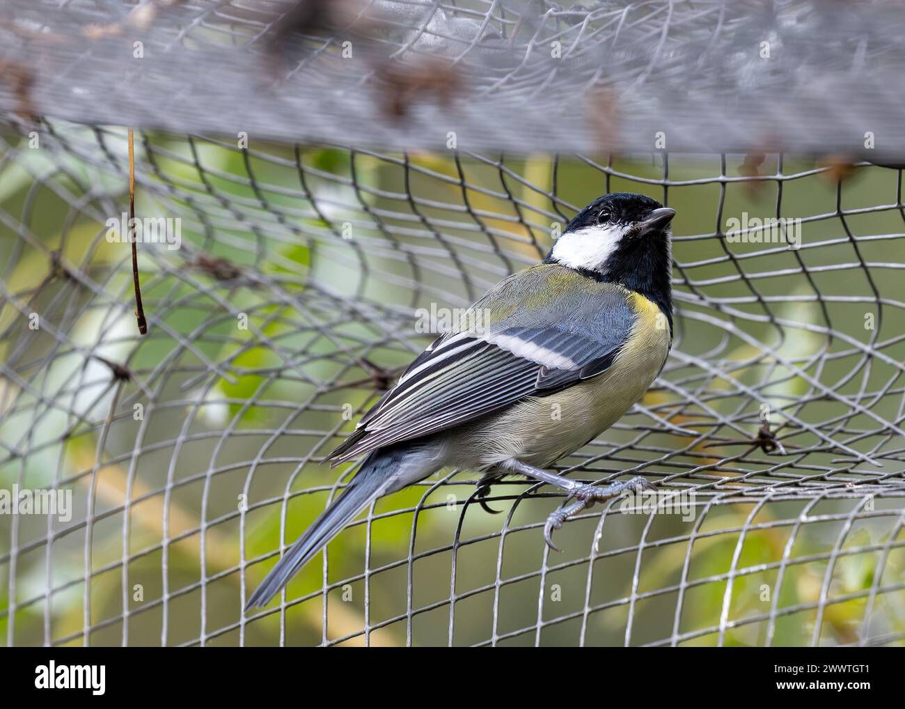 Busy Great Tit with black head & yellow chest explores the trees of ...