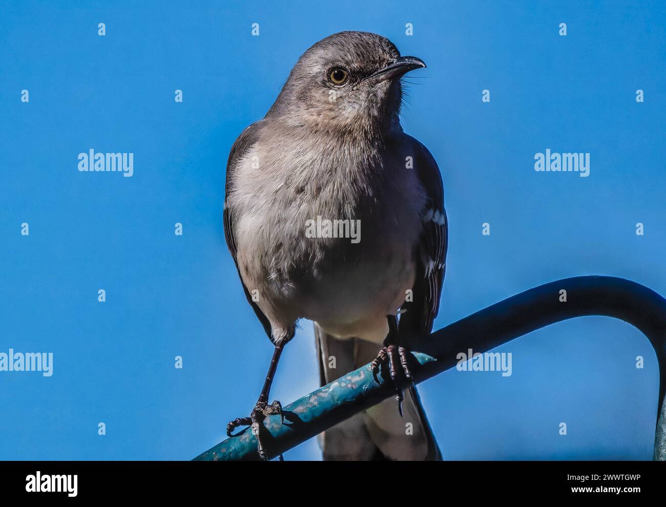 Northern Mockingbird arrives on the backyard deck Stock Photo - Alamy