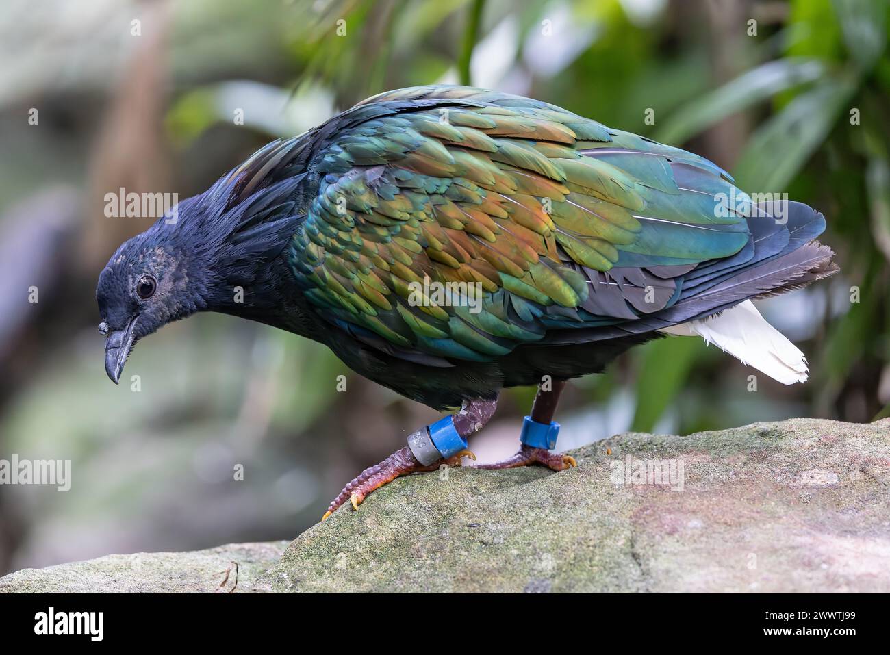 Pigeon identification hi-res stock photography and images - Alamy