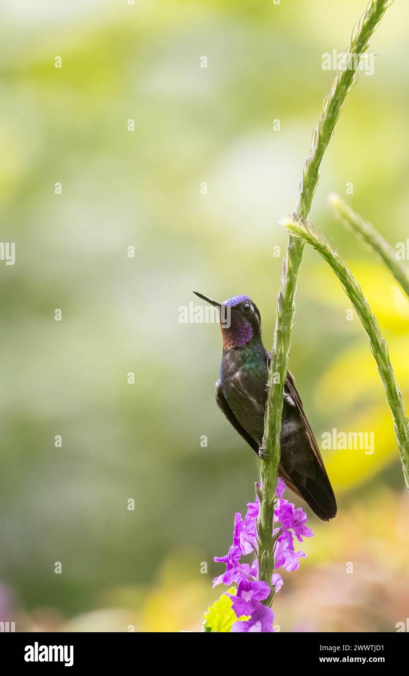 Purple-throated Mountain Gem Hummingbird Stock Photo - Alamy
