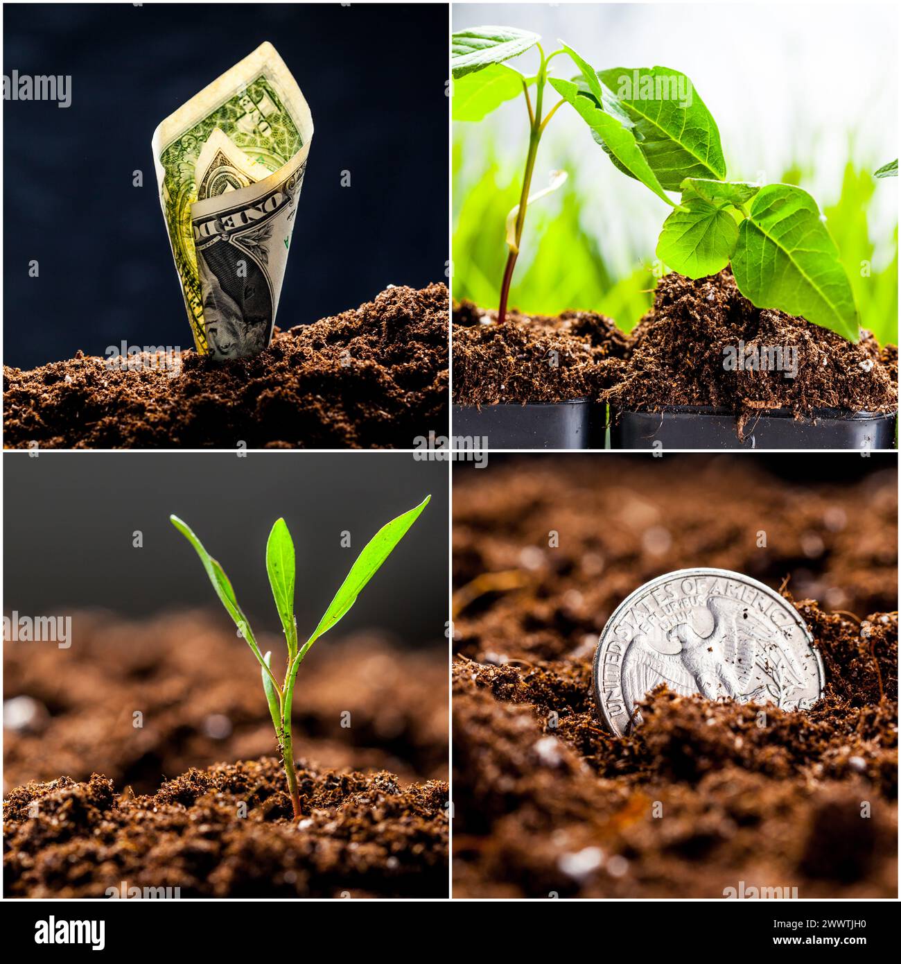 Collage of green sprout Stock Photo - Alamy