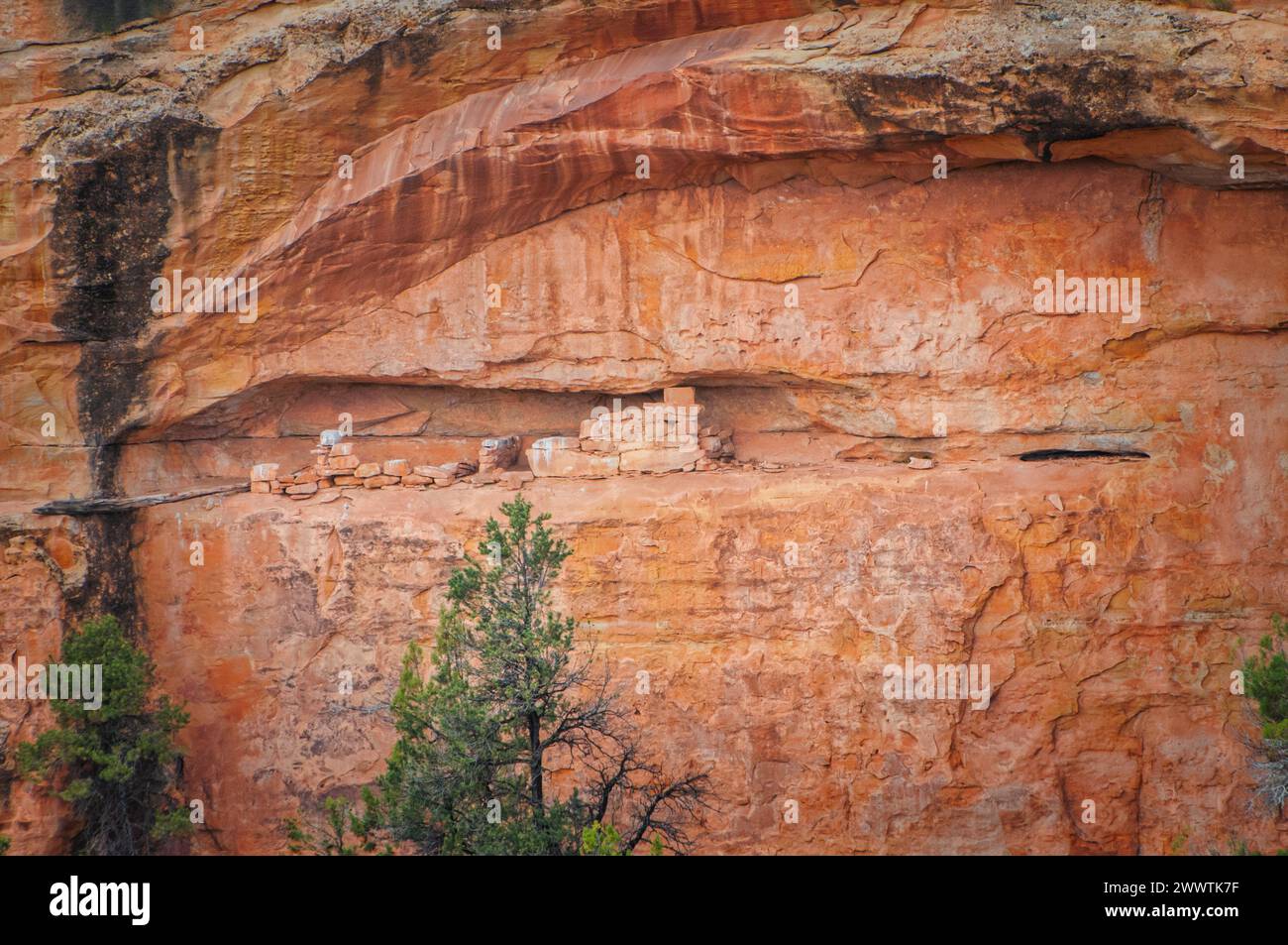 This close-up captures the incredible detail and vibrant color of an ...