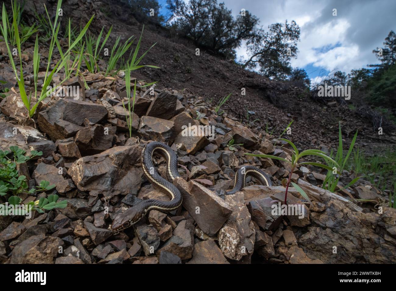 A striped racer or California whipsnake (Masticophis lateralis) a fast ...