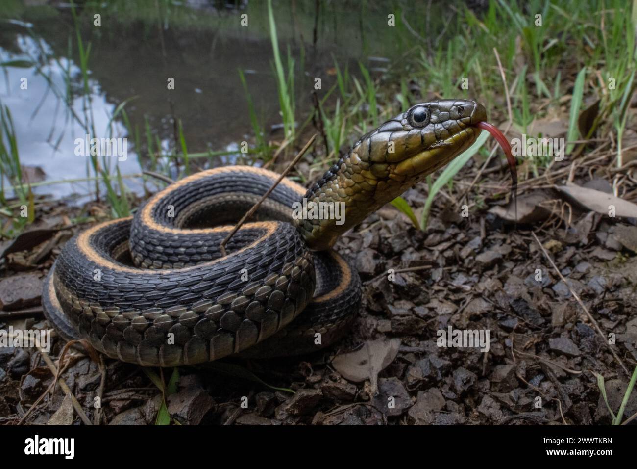 An aquatic gartersnake (Thamnophis atratus), a snake from the Santa ...
