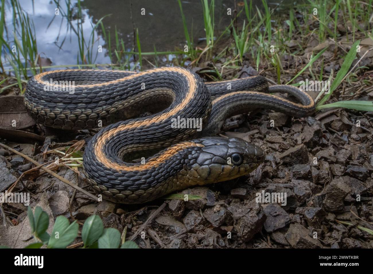 An aquatic gartersnake (Thamnophis atratus), a snake from the Santa ...
