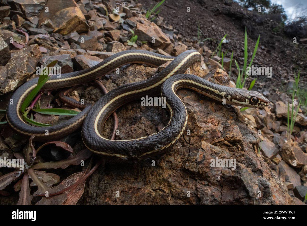 A striped racer or California whipsnake (Masticophis lateralis) a fast ...