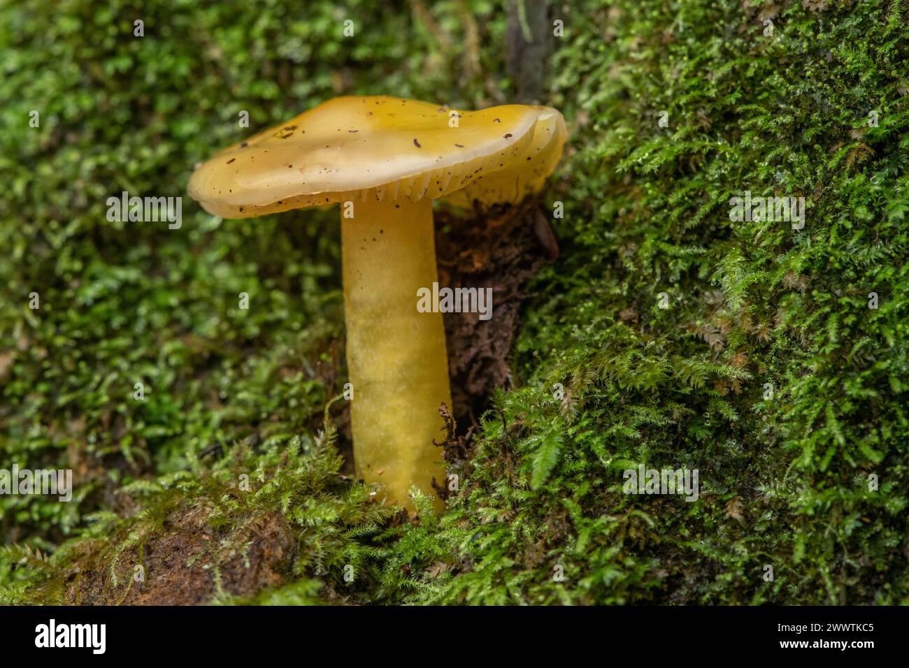 a yellow Russula flavida, a mushroom, growing amidst moss in the ...