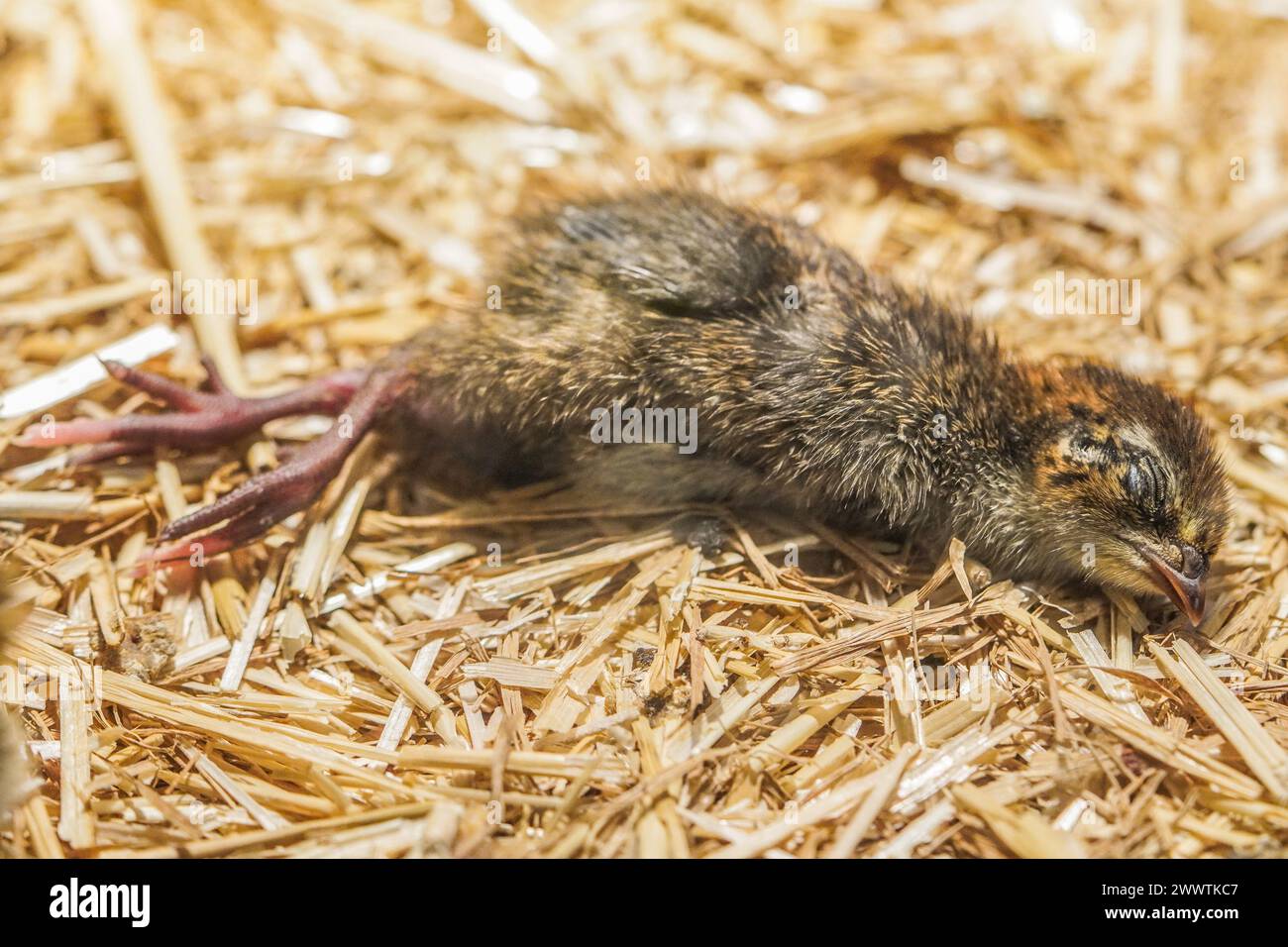 A Coturnix quail chick sleeping on some straw Stock Photo - Alamy