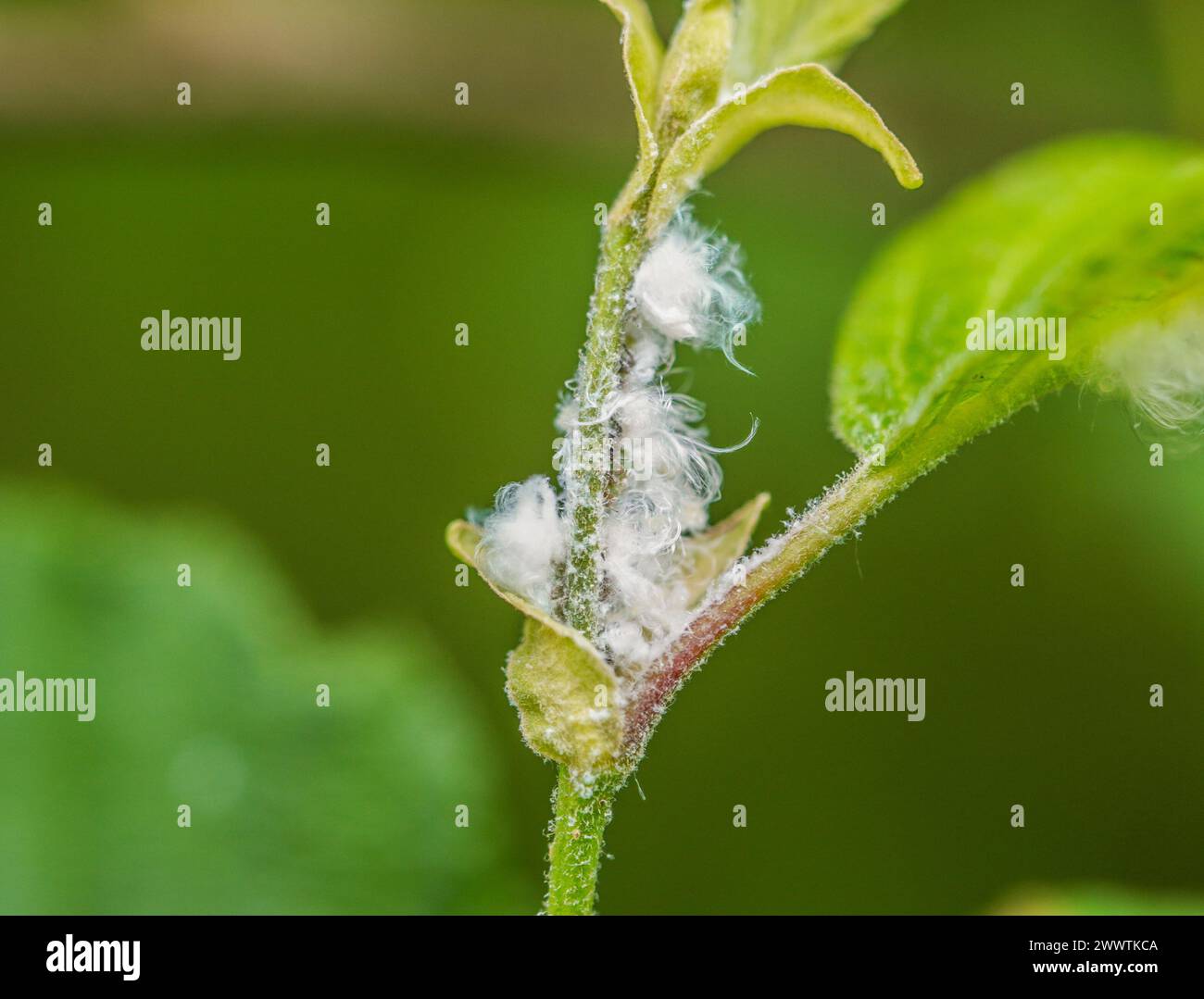 A Close up macro of some woolly aphids on a branch Stock Photo - Alamy
