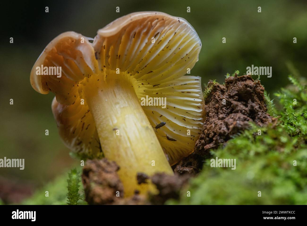 a yellow Russula flavida, a mushroom, growing amidst moss in the ...