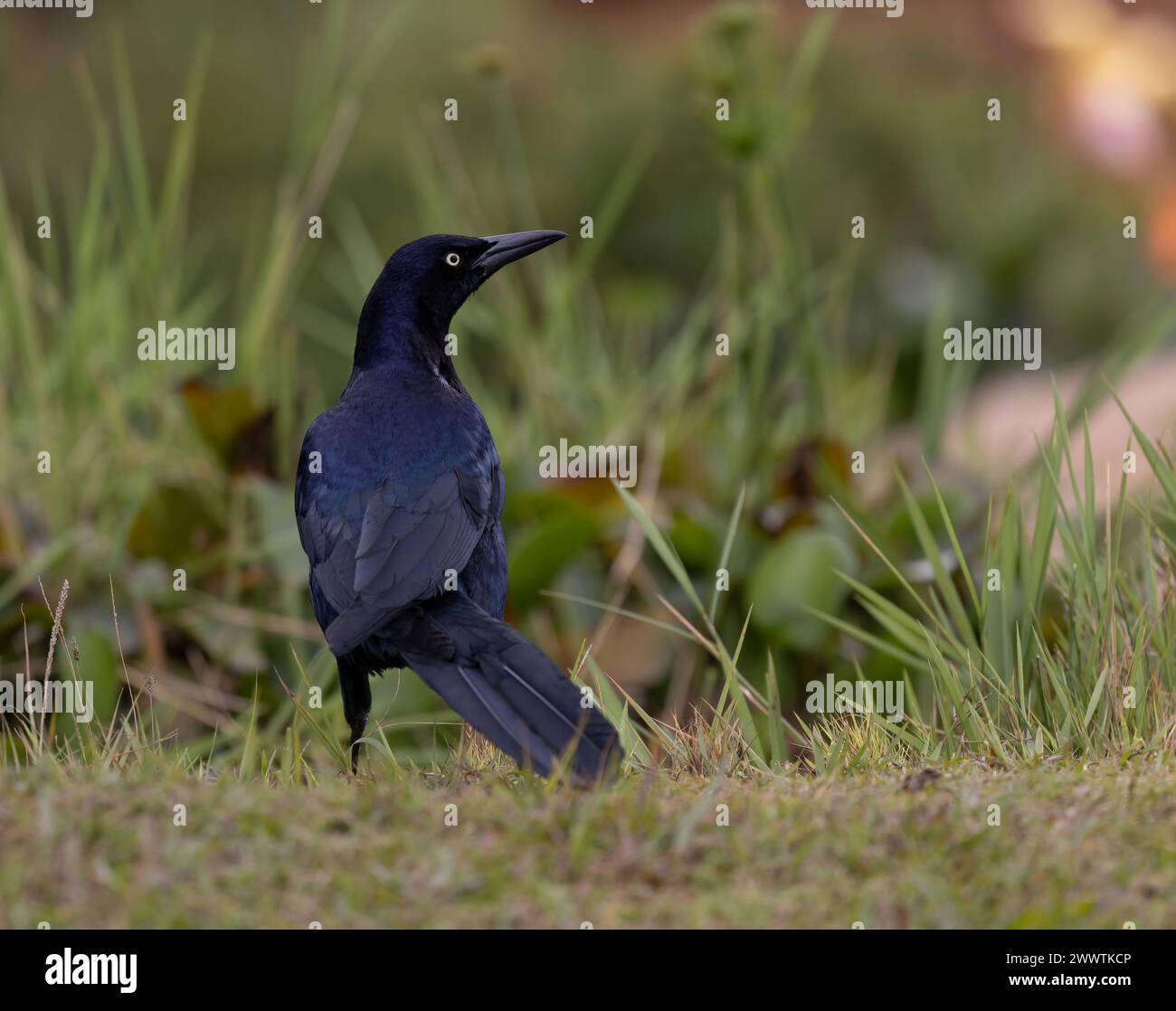Grackle plumage hi-res stock photography and images - Alamy