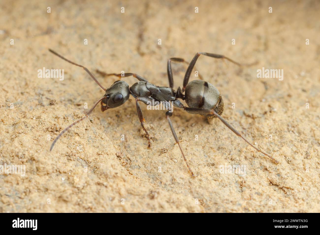 Formica subsericea hi-res stock photography and images - Alamy