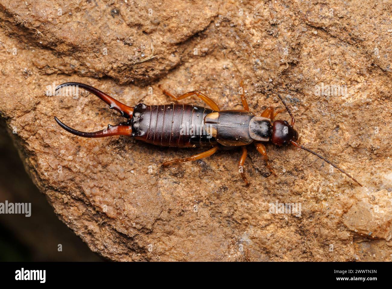 European Earwig (Forficula auricularia) - Male Stock Photo - Alamy