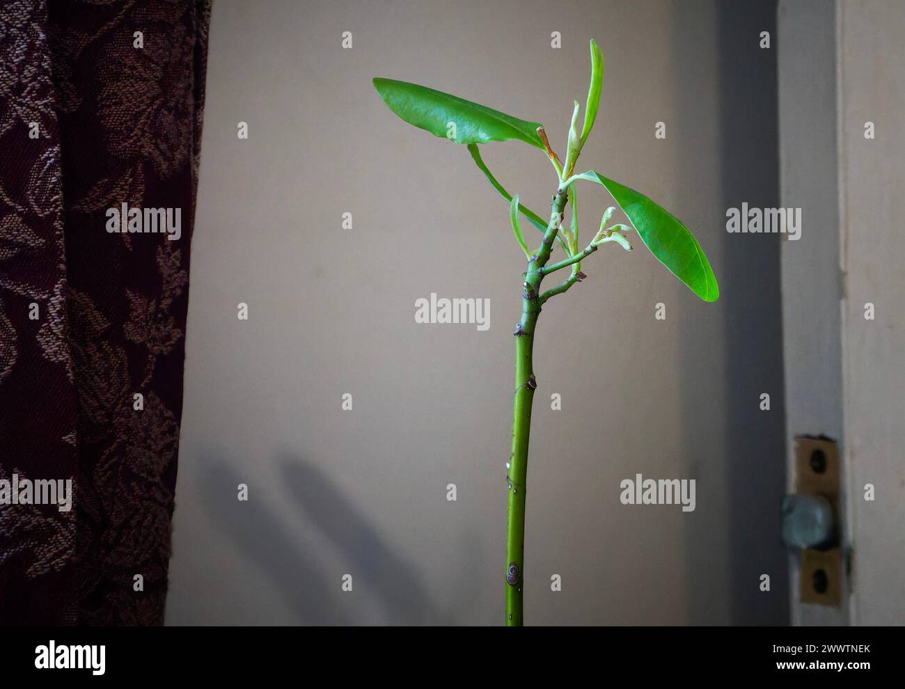 Plant shoot hi-res stock photography and images - Alamy