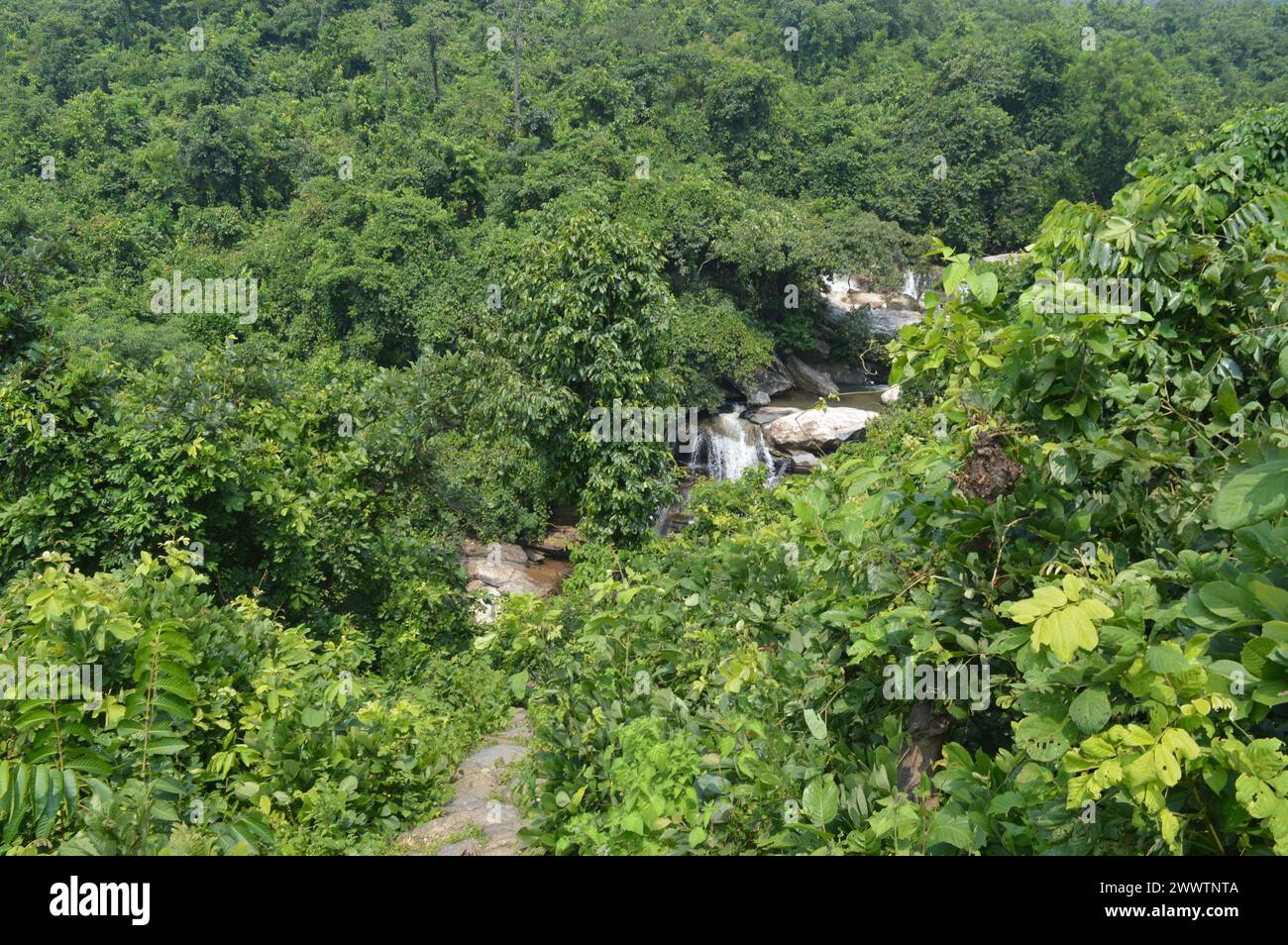 Beautiful Dense green forest on the hill Stock Photo - Alamy