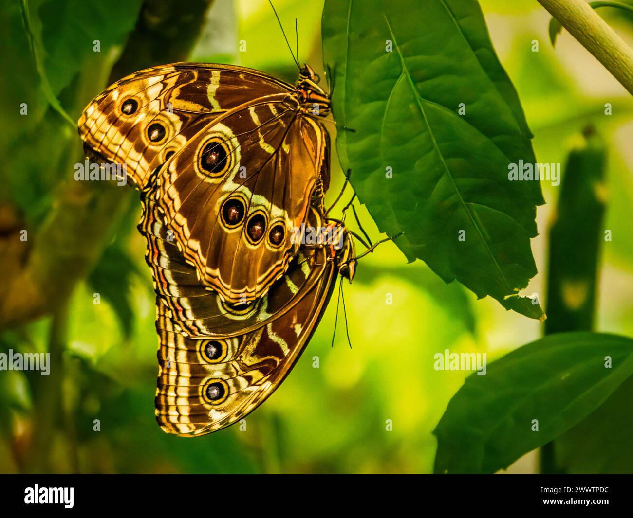 two blue Morpho Butterfly (Morpho menelaus) with closed wings sitting ...