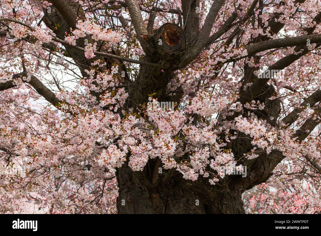 Old cherry tree hi-res stock photography and images - Alamy