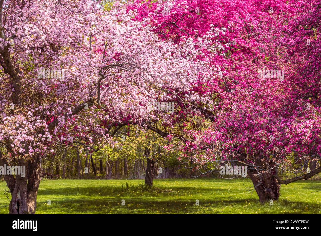 A Japanese Crabapple Trees in Full Bloom in spring time Stock Photo - Alamy