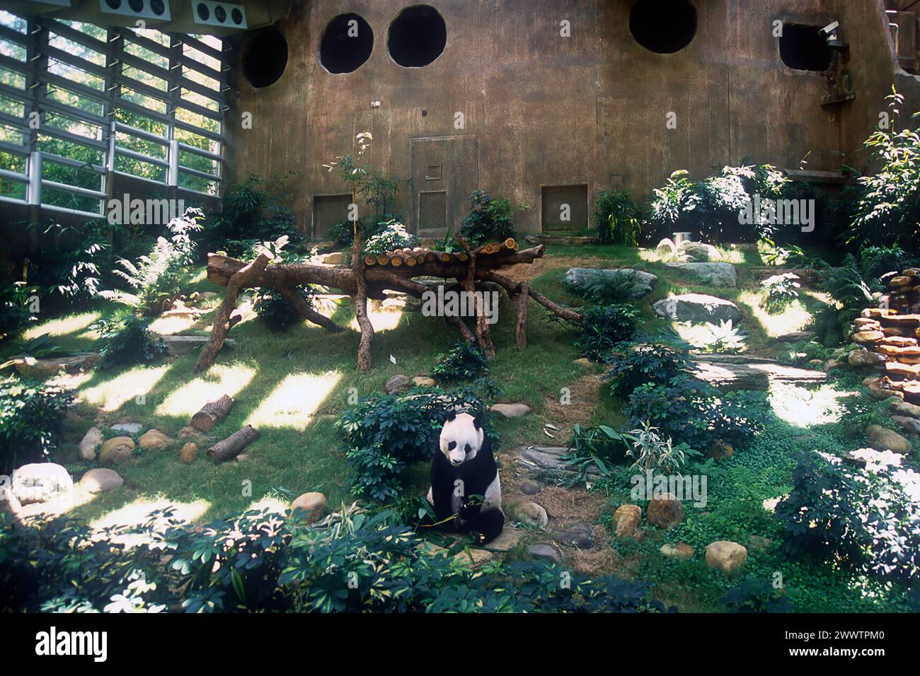 Giant bamboo interior hi-res stock photography and images - Alamy