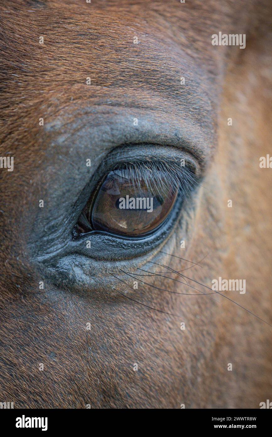 Old man Tiko Stock Photo - Alamy