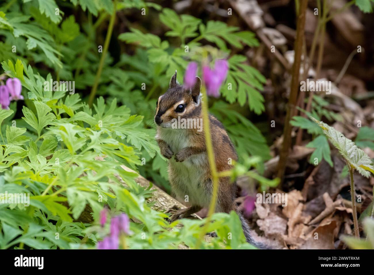 This stunning chipmunk, poking out of the flowers Stock Photo - Alamy
