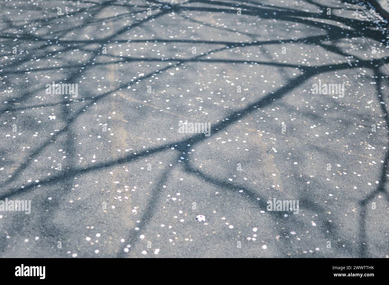 light pink cherry blossom petals lie on the gray asphalt with sunlight ...