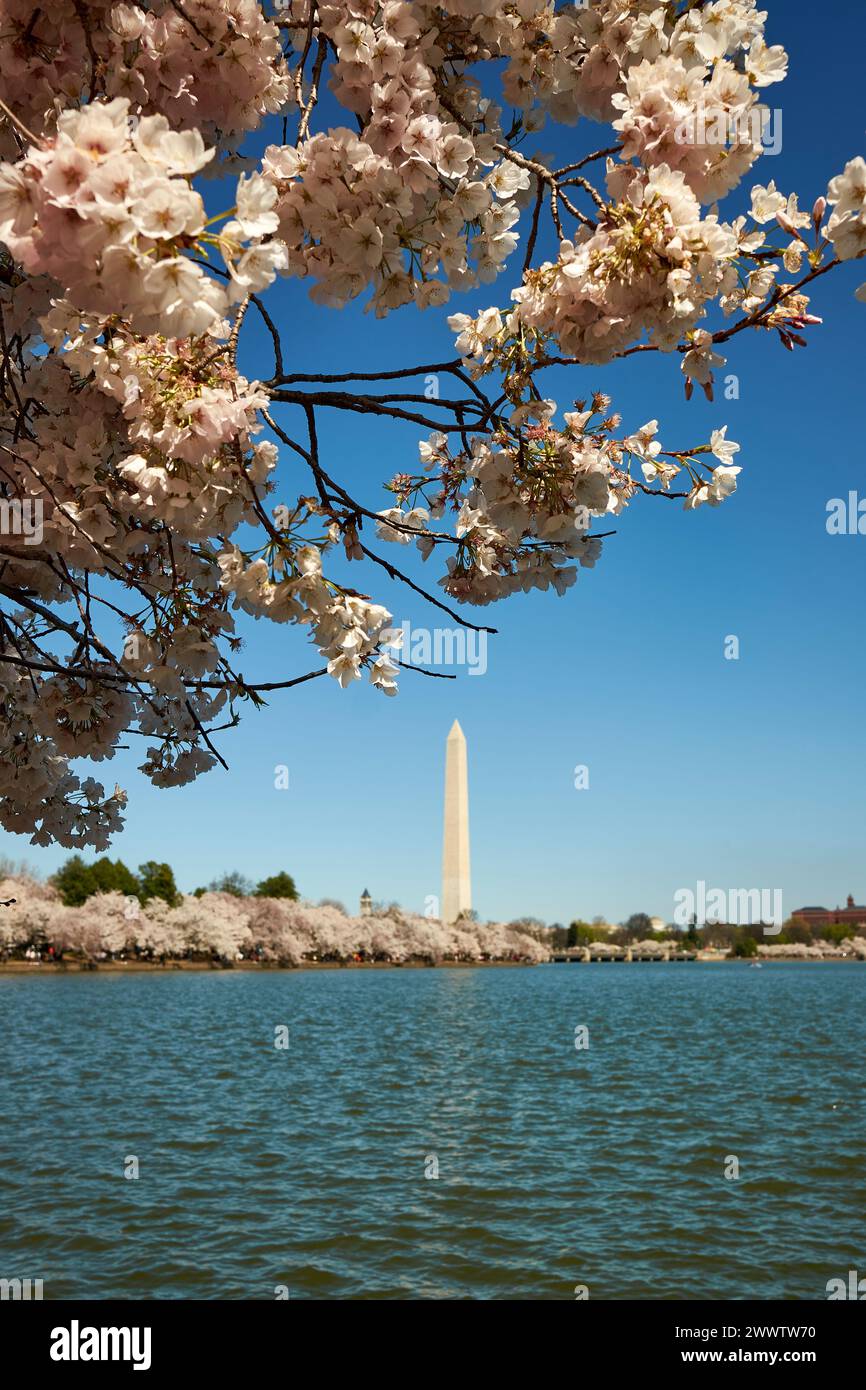 Cherry blossoms in peak bloom near the Tidal Basin during Washington, DC's 2024 National Cherry ...