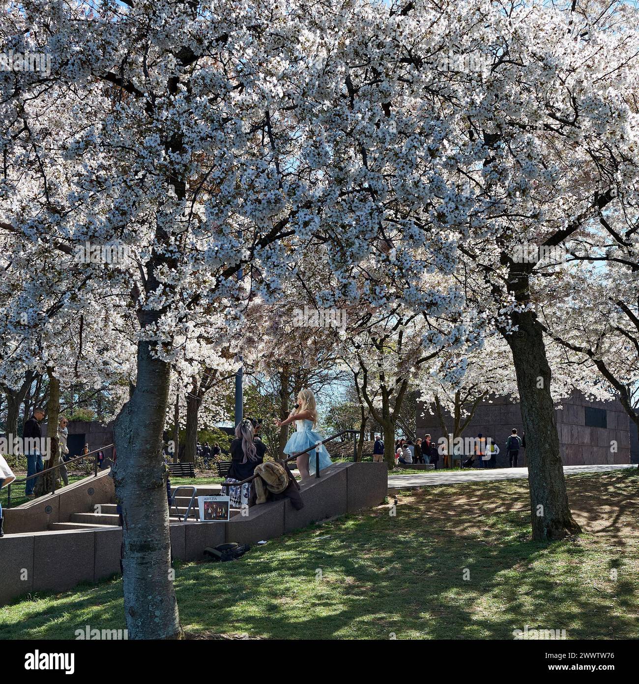 Cherry blossoms in peak bloom near the Tidal Basin during Washington, DC's 2024 National Cherry ...