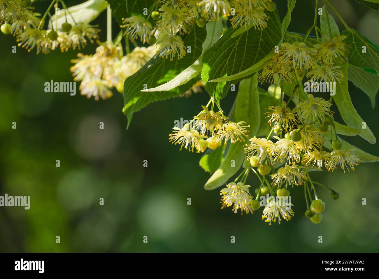 Linden tree branch prominently displaying both leaves and flowers the ...
