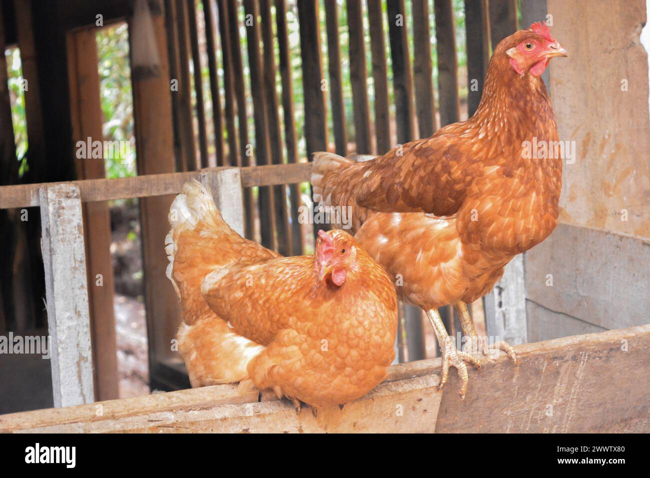 Photo of some native chickens Stock Photo - Alamy