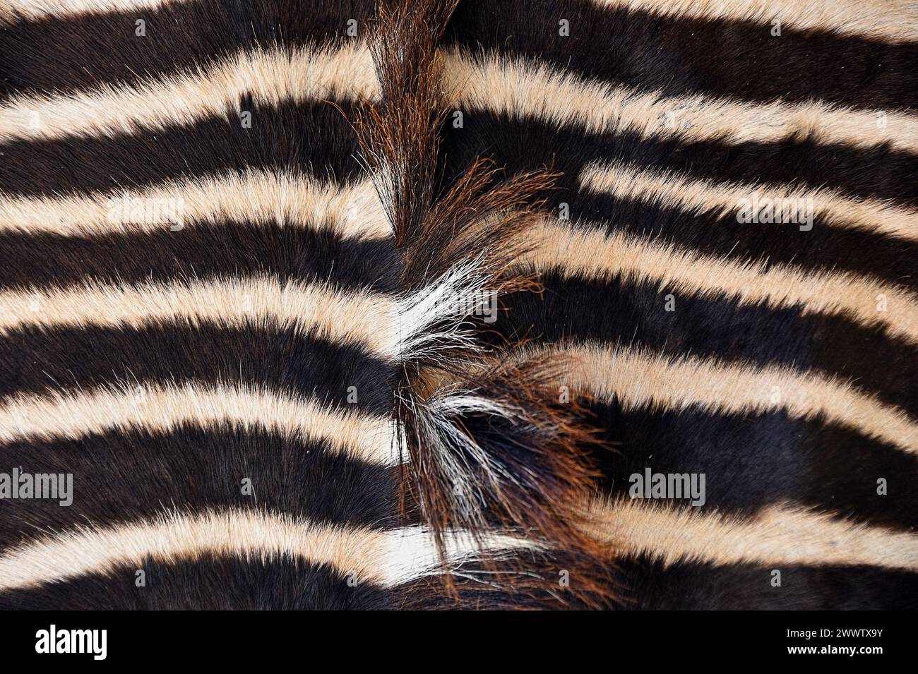 Zebra fur - the magical stripes, the textured fur, the patterned beauty ...
