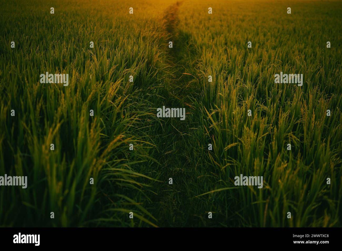 "As the sun bids farewell, painting the sky in hues of gold, the vast ...